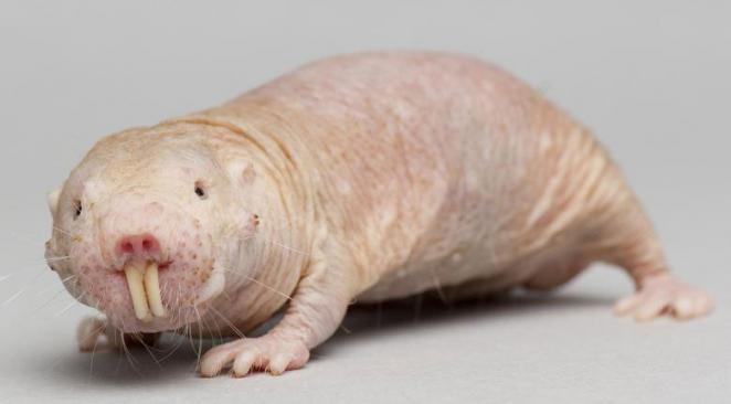 Top 10 des animaux moches