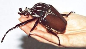 Les insectes rares : Ames sensibles s’abstenir - TravelerCar